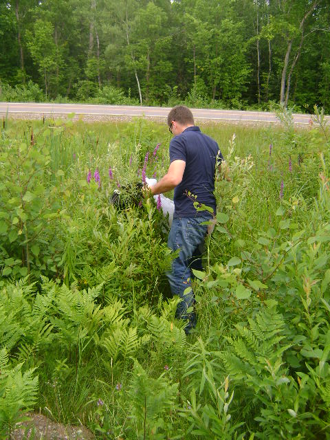 Invasive Species | Lincoln County, WI